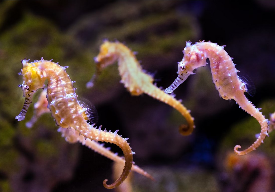Das Sommer-Lokbuch ist da!